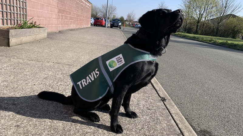 Travis The Dog – St Peters College